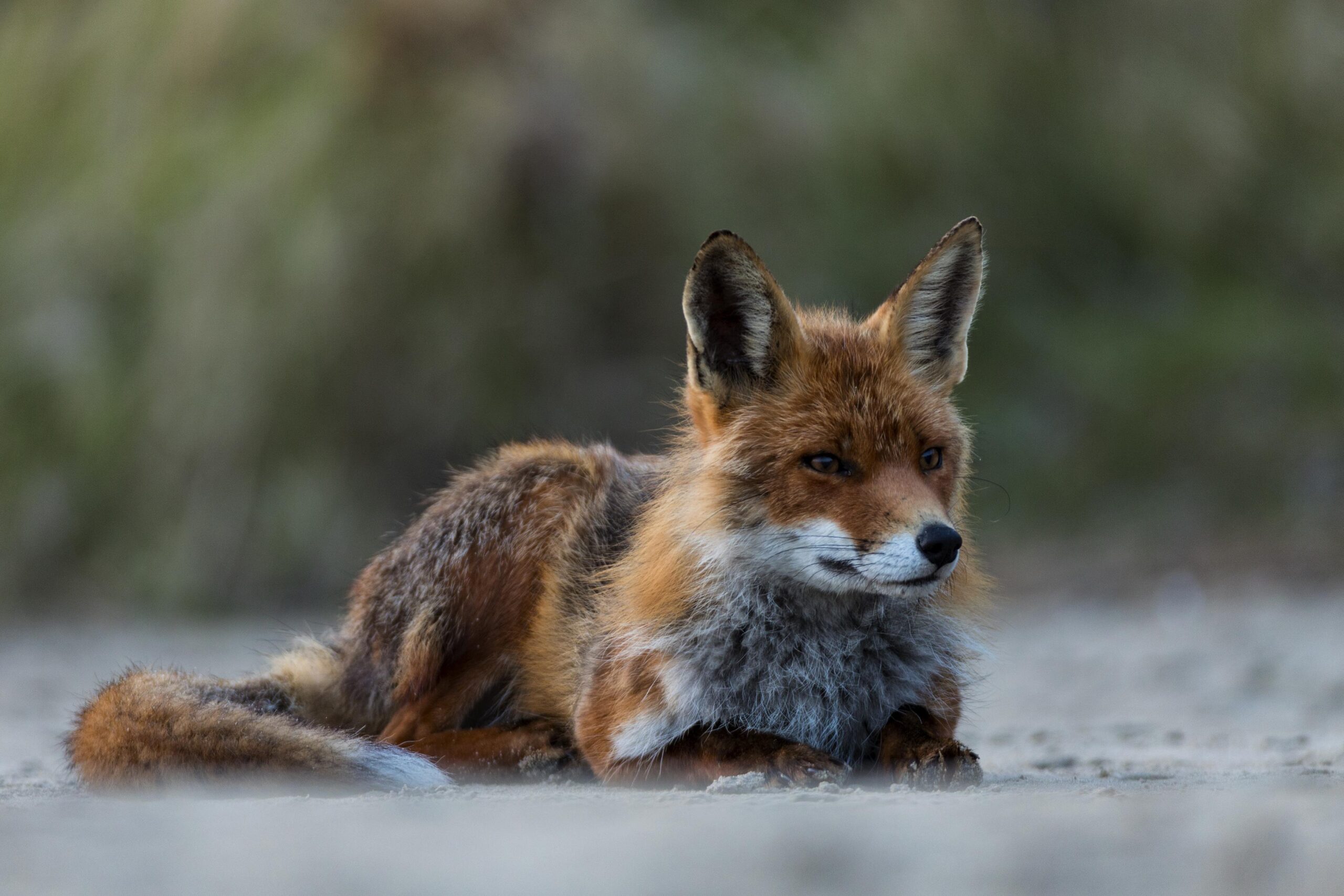 Dier van de week - Pieter Vermeulen Museum