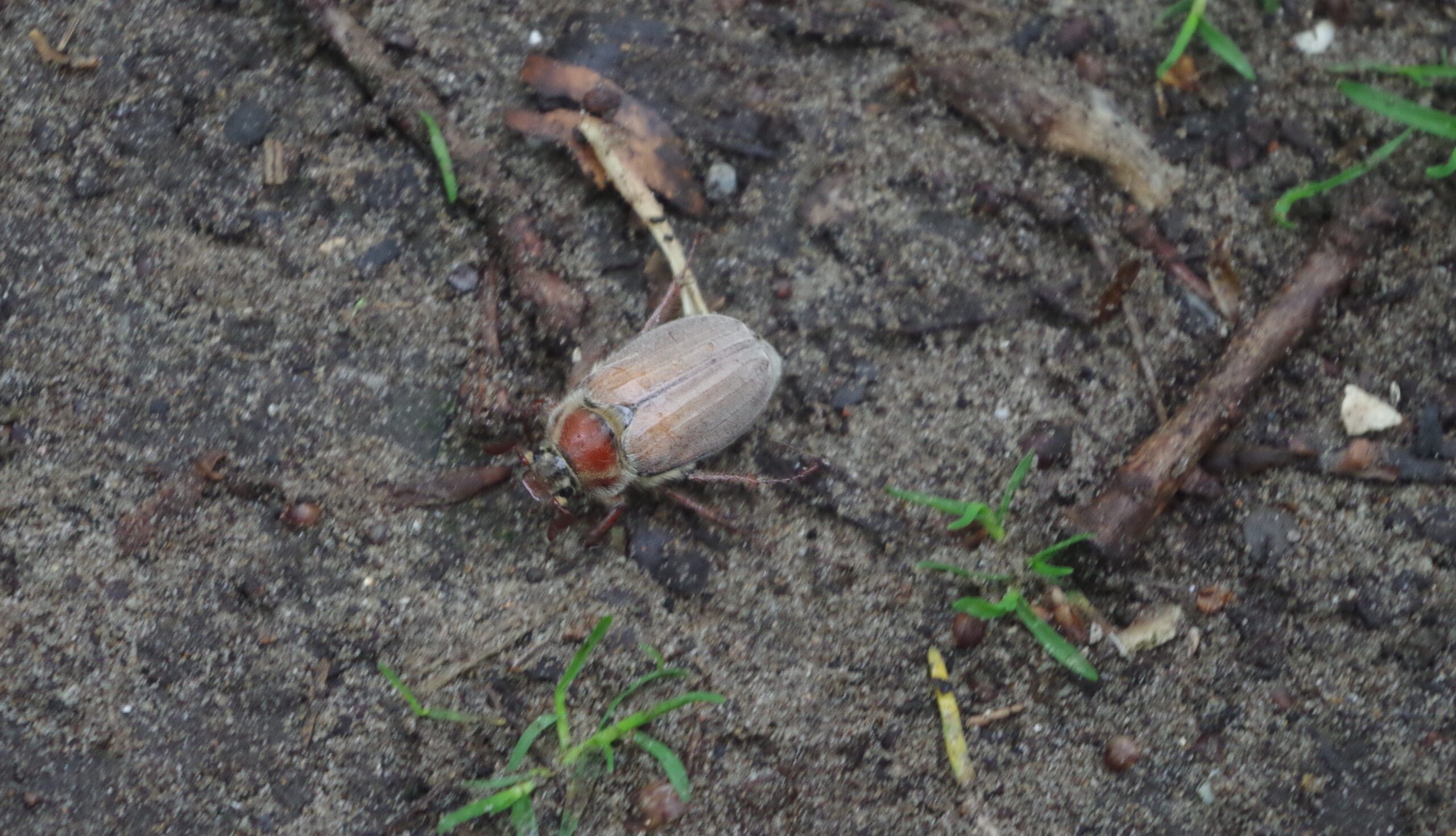 2024 - 20 De meikever - Pieter Vermeulen Museum